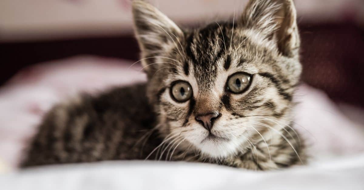 Helpful Tips for Leaving Your Kitten Alone for The First Time – Kitten ...